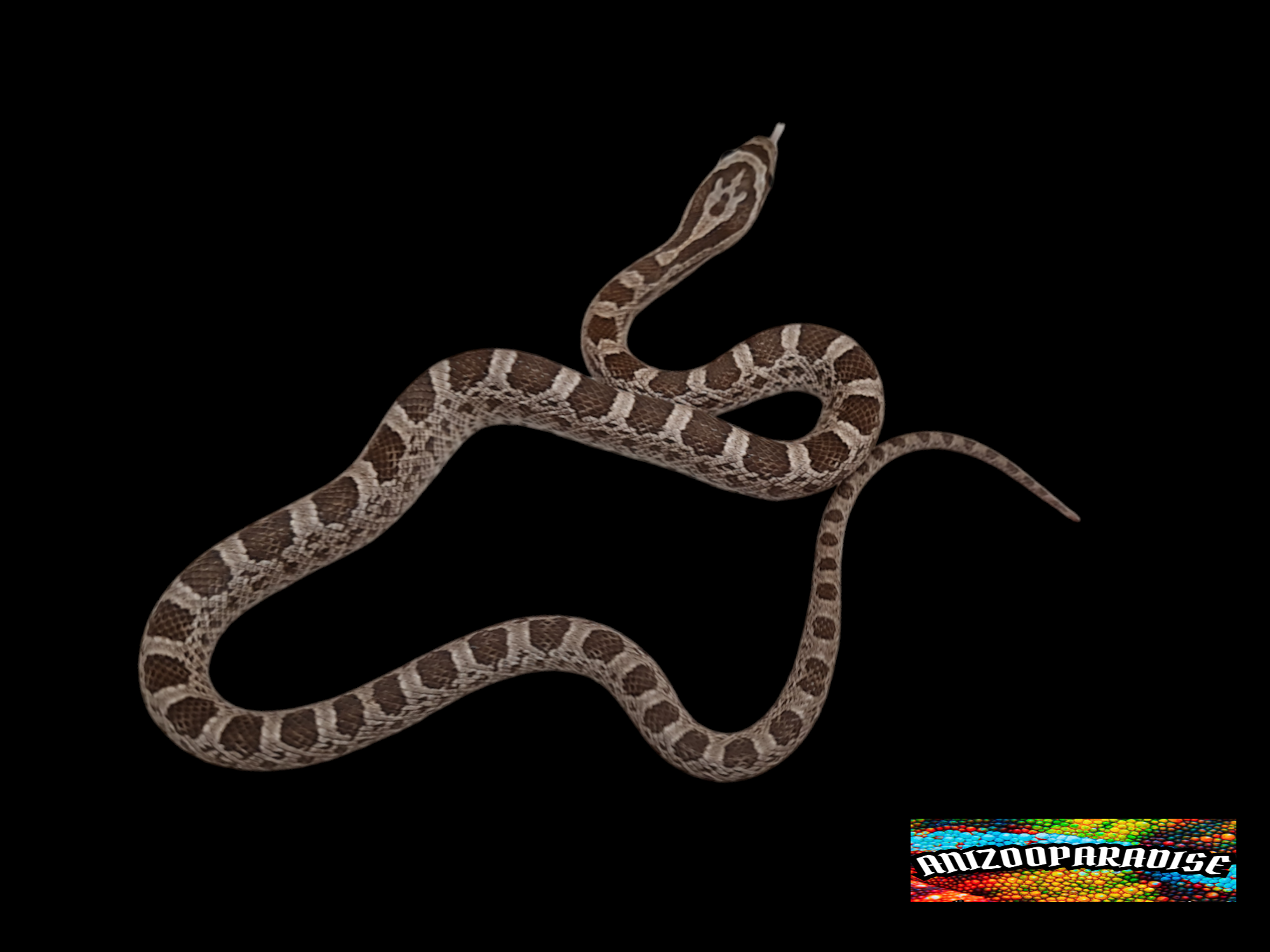 Pantherophis guttatus sp scaleless "Emoryi 66% het.scaleless, ghost ...