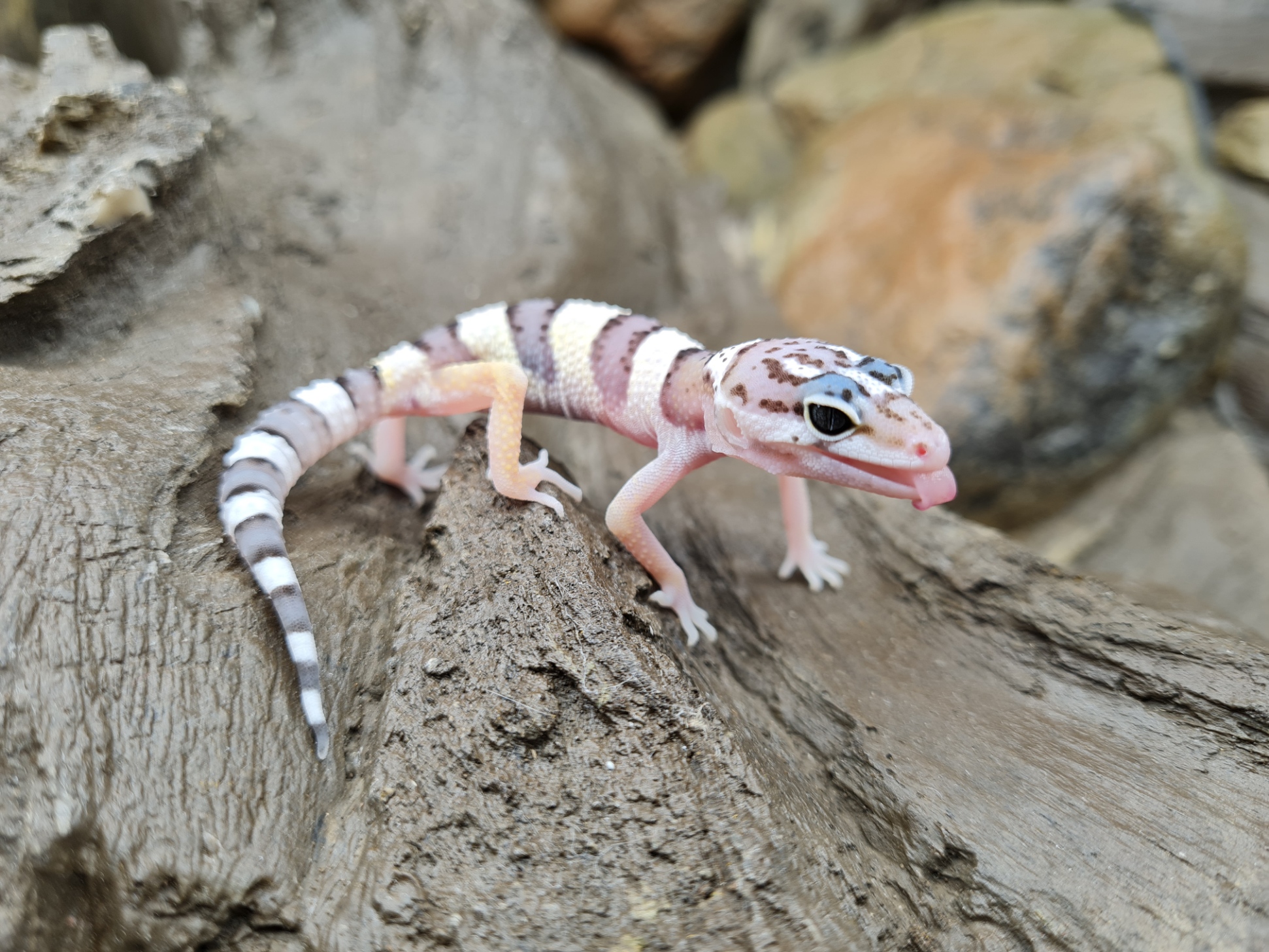Eublepharis macularius "Mack snow 100% het.murphy patternless, tremper ...